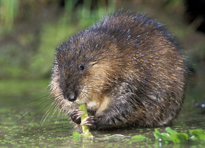 Bizamski pacov i uništavanje bizamskog pacova